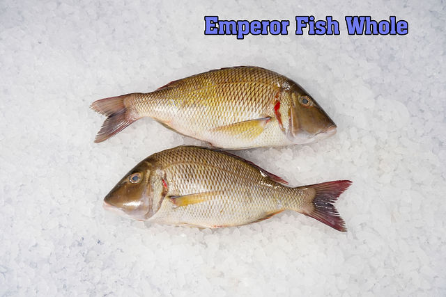 Emperor Whole – Ocean Exotic Fish