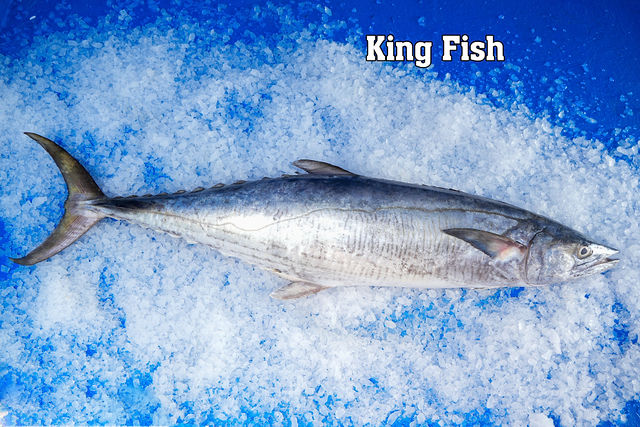King Fish – Ocean Exotic Fish