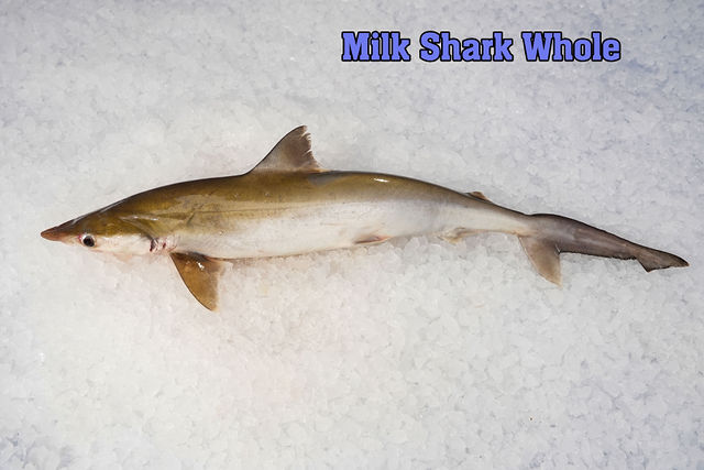 Indian Milk Shark Whole – Ocean Exotic Fish